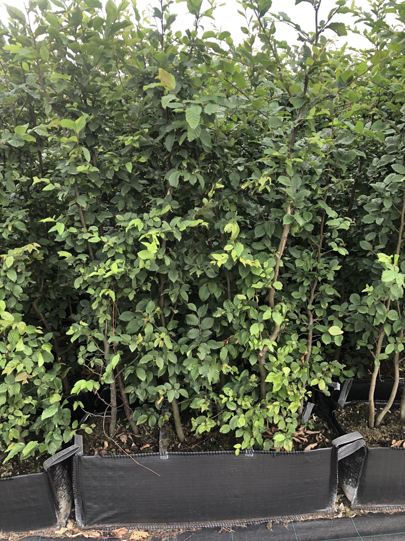 Carpinus Betulus (Haagbeuk) - Tuin-haag.nl