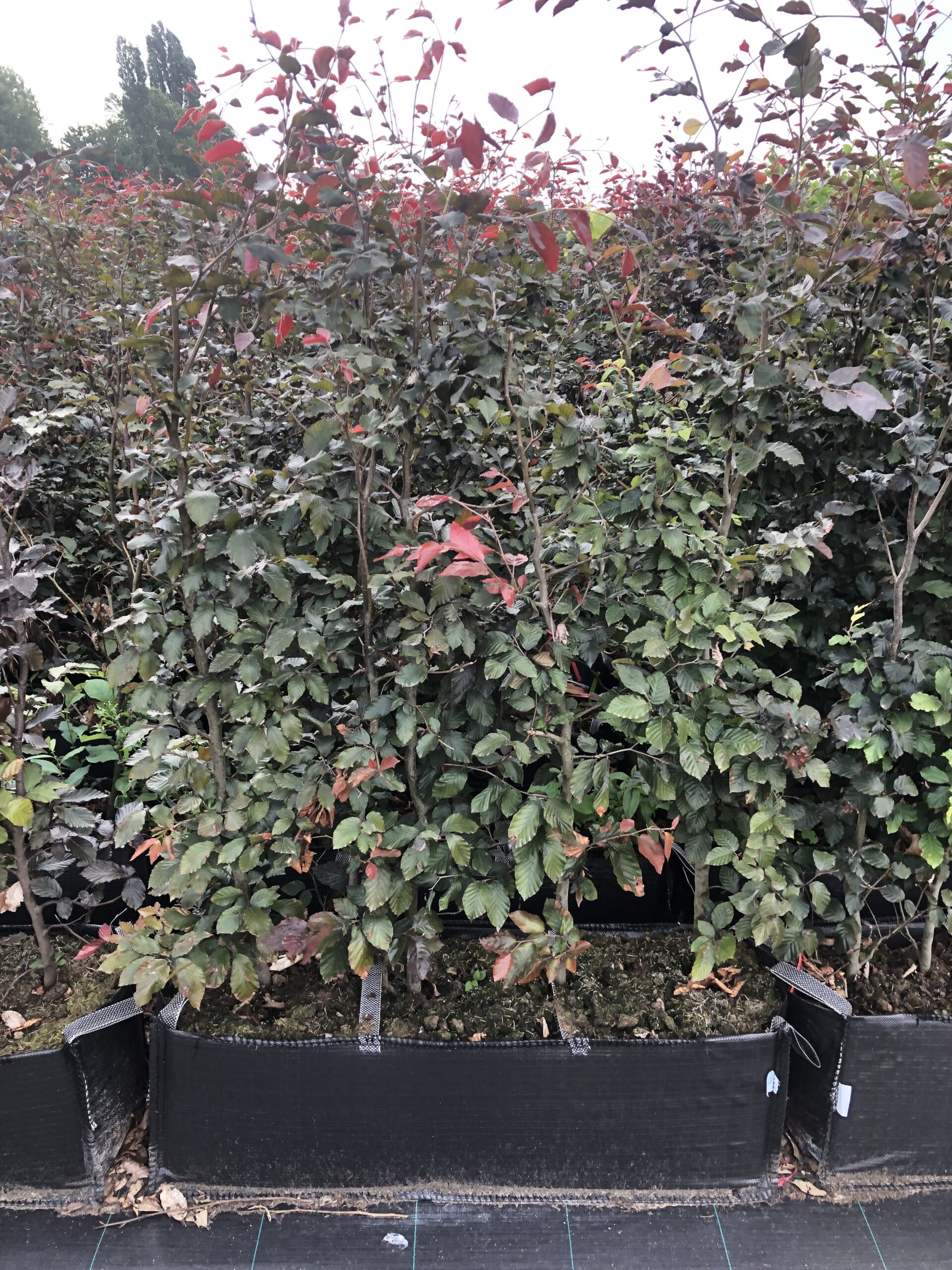 Rode beukenhaag (Fagus sylvatica ‘Atropunicea’) - Tuin-haag.nl