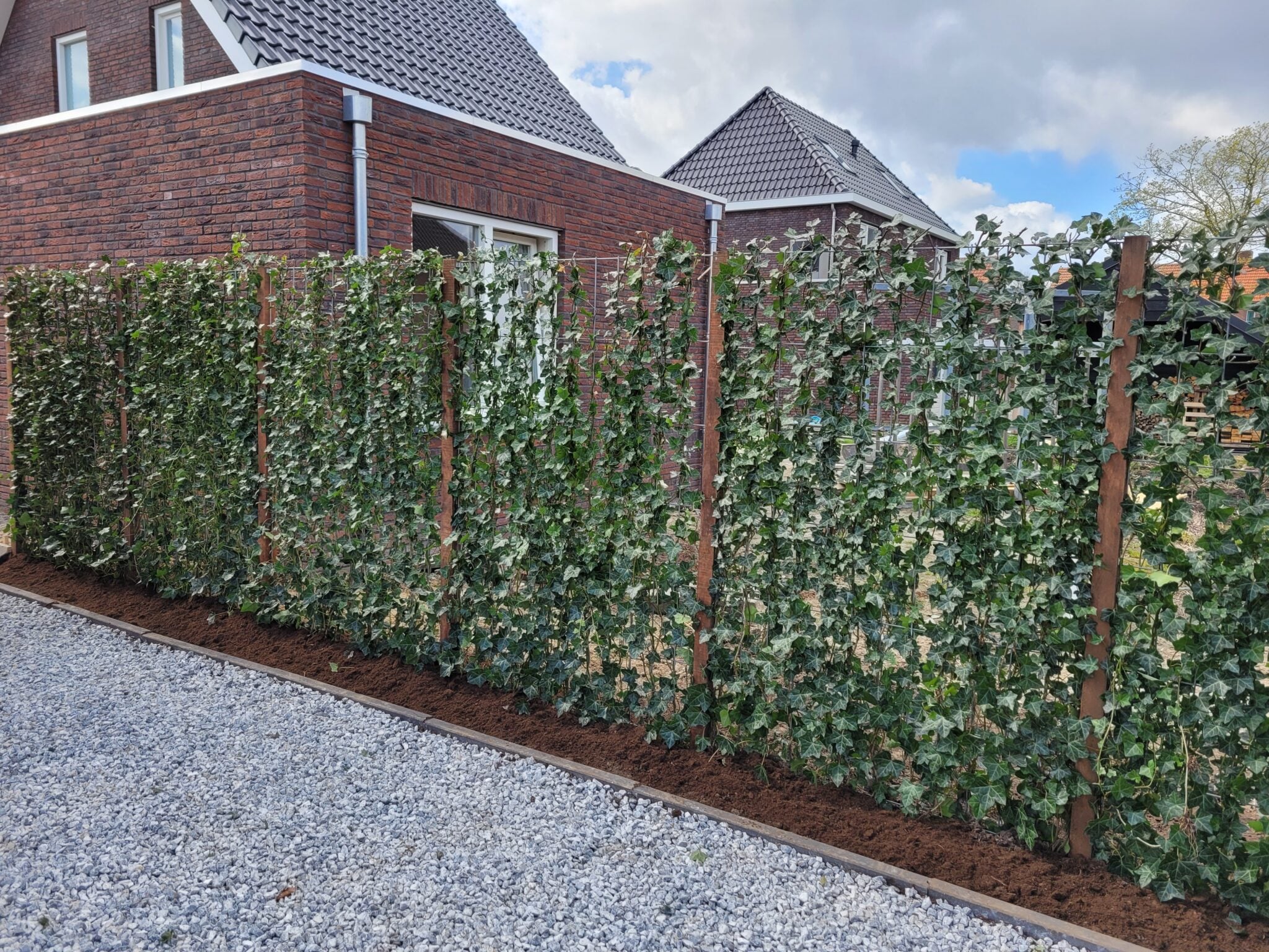 Kant en klare Hederahaag (Klimop) - Tuin-haag.nl