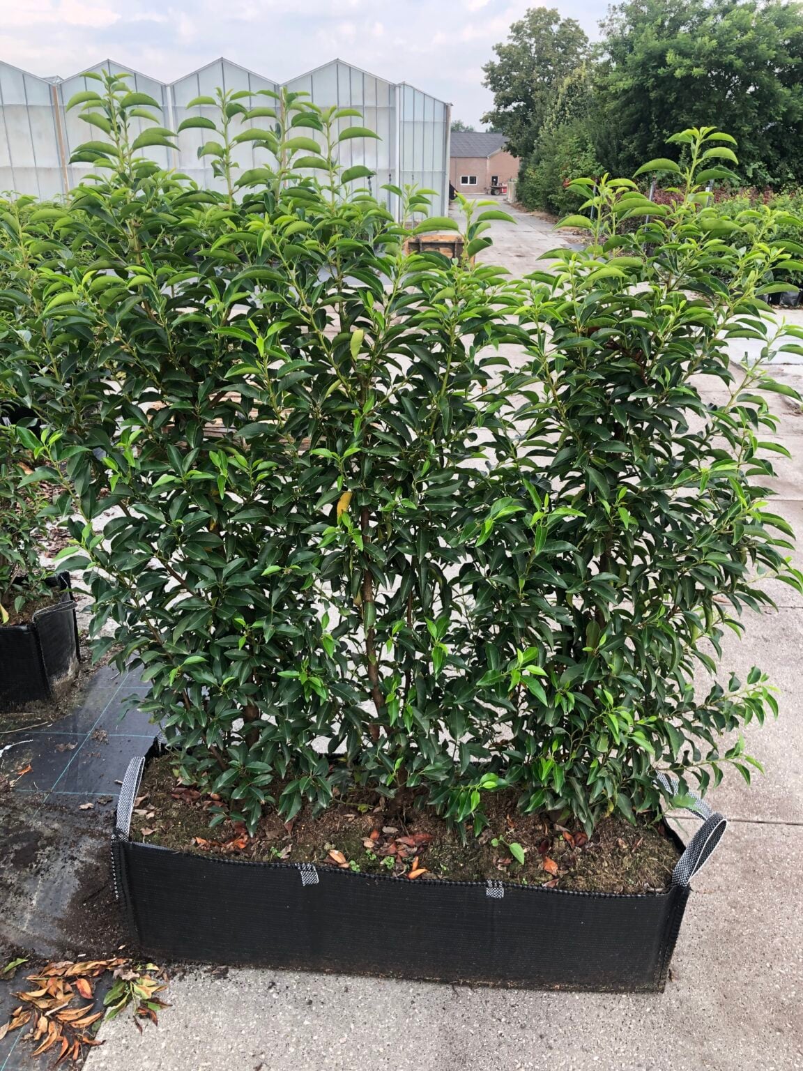 Prunus lusitanica 'Angustifolia' (smalbladige portugese laurier) - Tuin ...