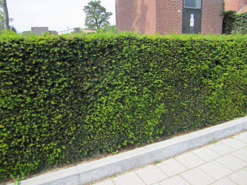 Taxus baccata - Tuin-haag.nl