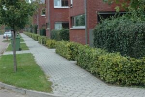 Kom alles te weten over tuinhagen: welke haag kies jij?