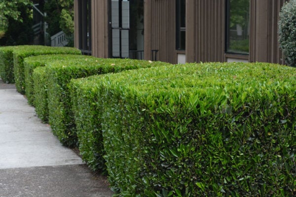 Kom alles te weten over tuinhagen: welke haag kies jij?