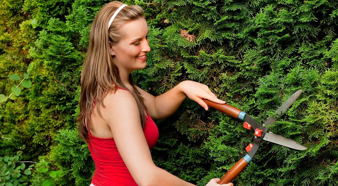 Aanplantadvies, snoeien en verzorgen van tuinhagen