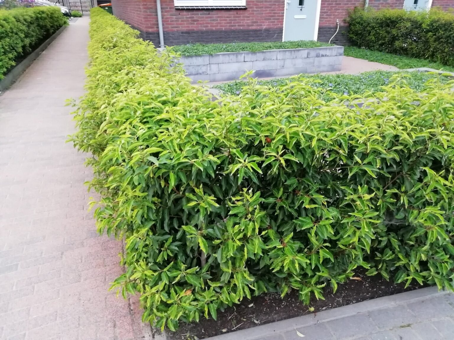 Kom alles te weten over tuinhagen: welke haag kies jij?