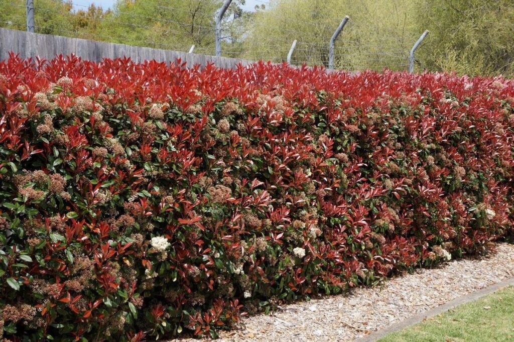 Photinia fraseri 'Red Robin' kant en klaar haag - Tuin-haag.nl