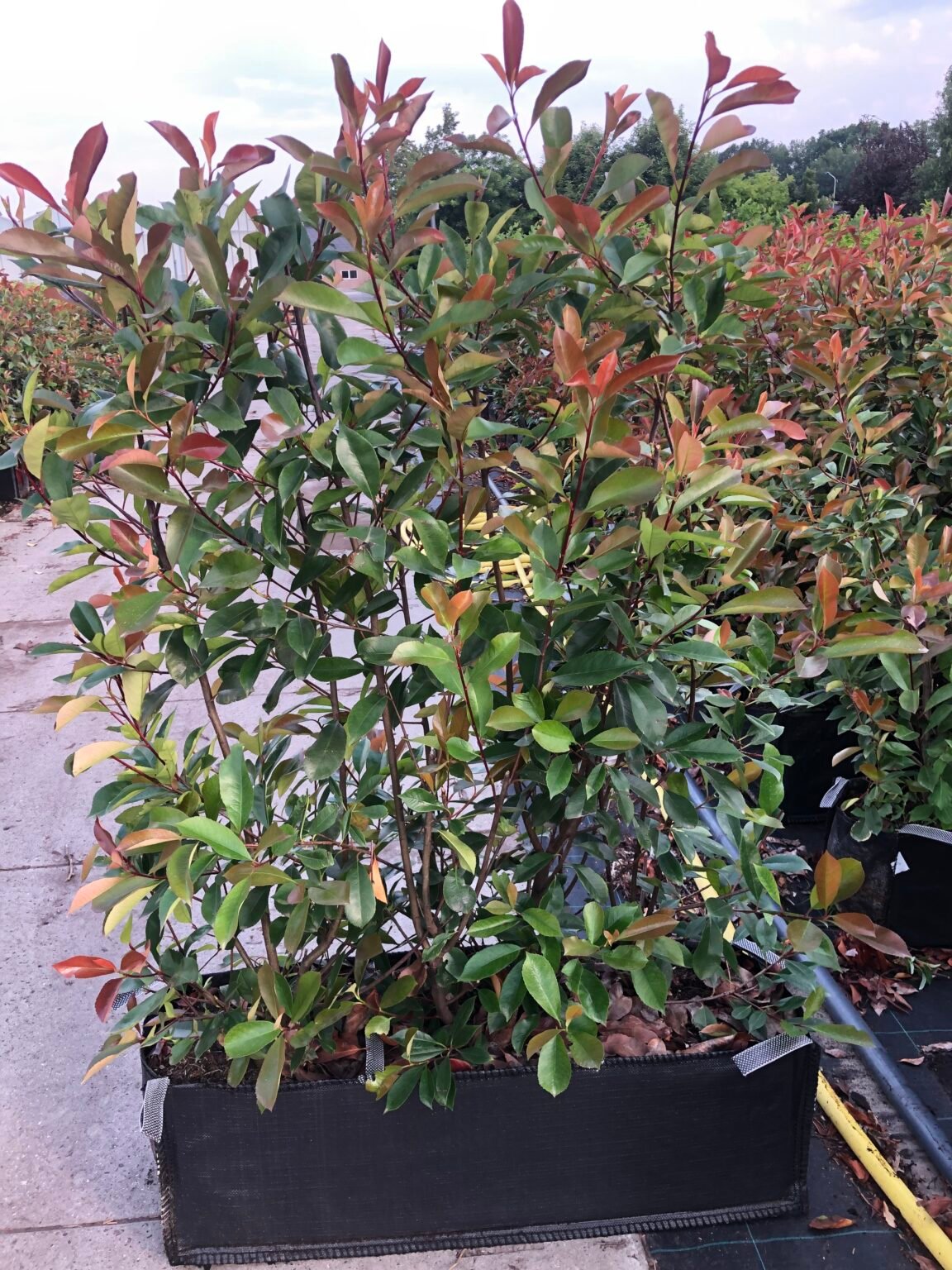 Photinia fraseri 'Red Robin' kant en klaar haag - Tuin-haag.nl
