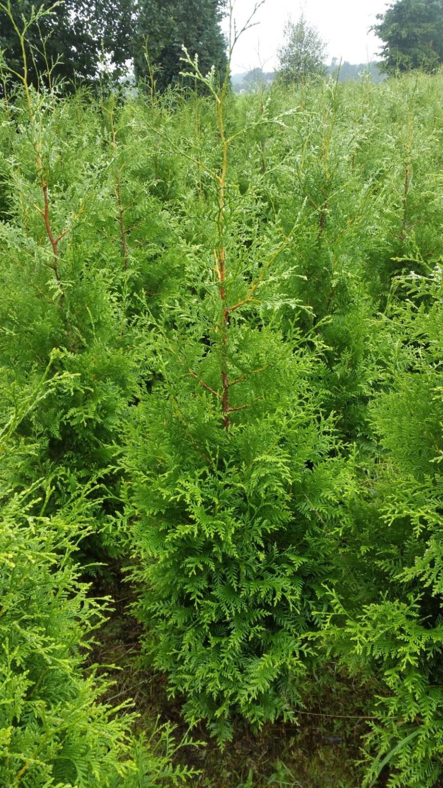 Thuja occidentalis 'Brabant' coniferenhaag - Tuin-haag.nl