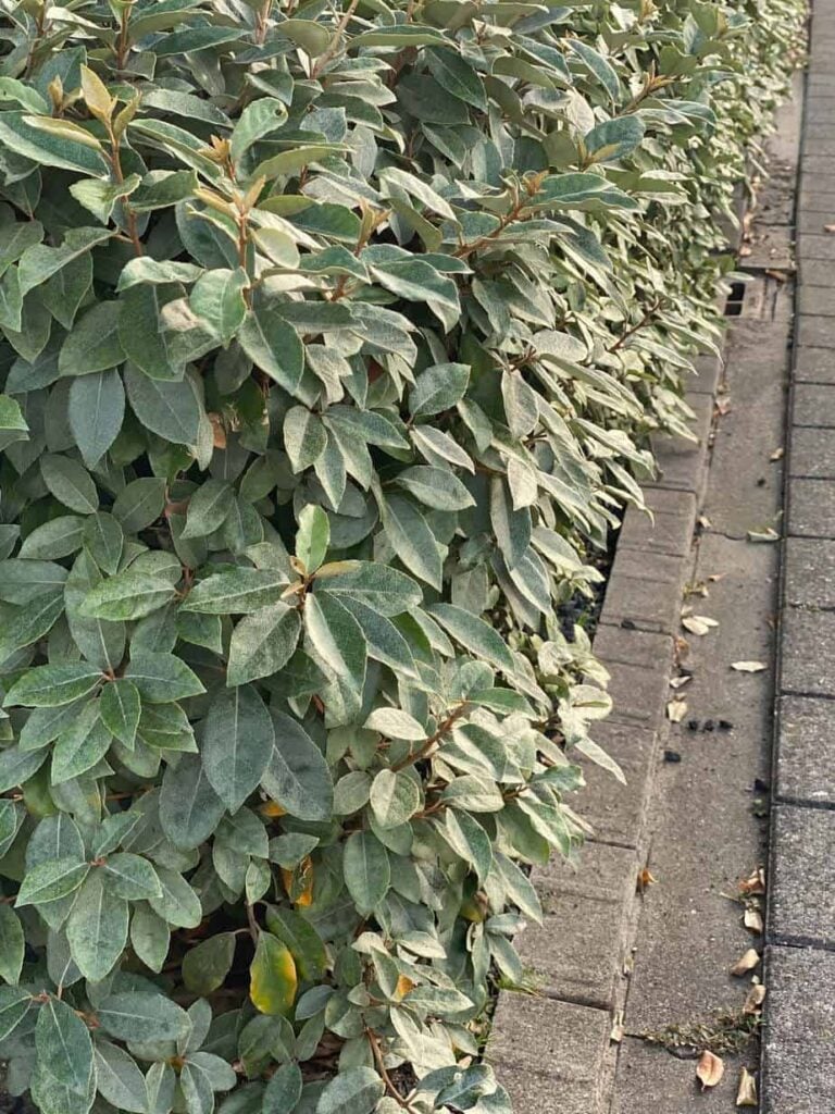 Elaeagnus ebbingei (olijfwilg) kant en klaar haag - Tuin-haag.nl