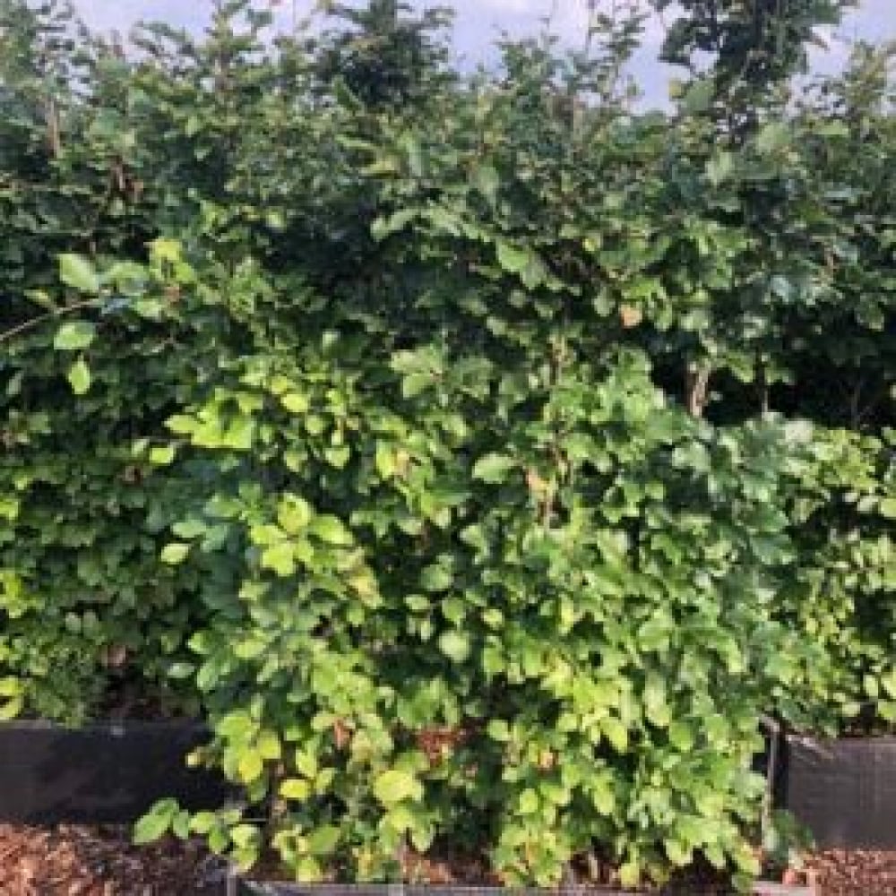 Tuin-Haag: Specialist in grote hagen