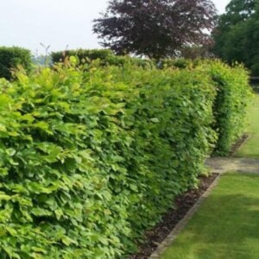 Tuin-Haag: Specialist in grote hagen