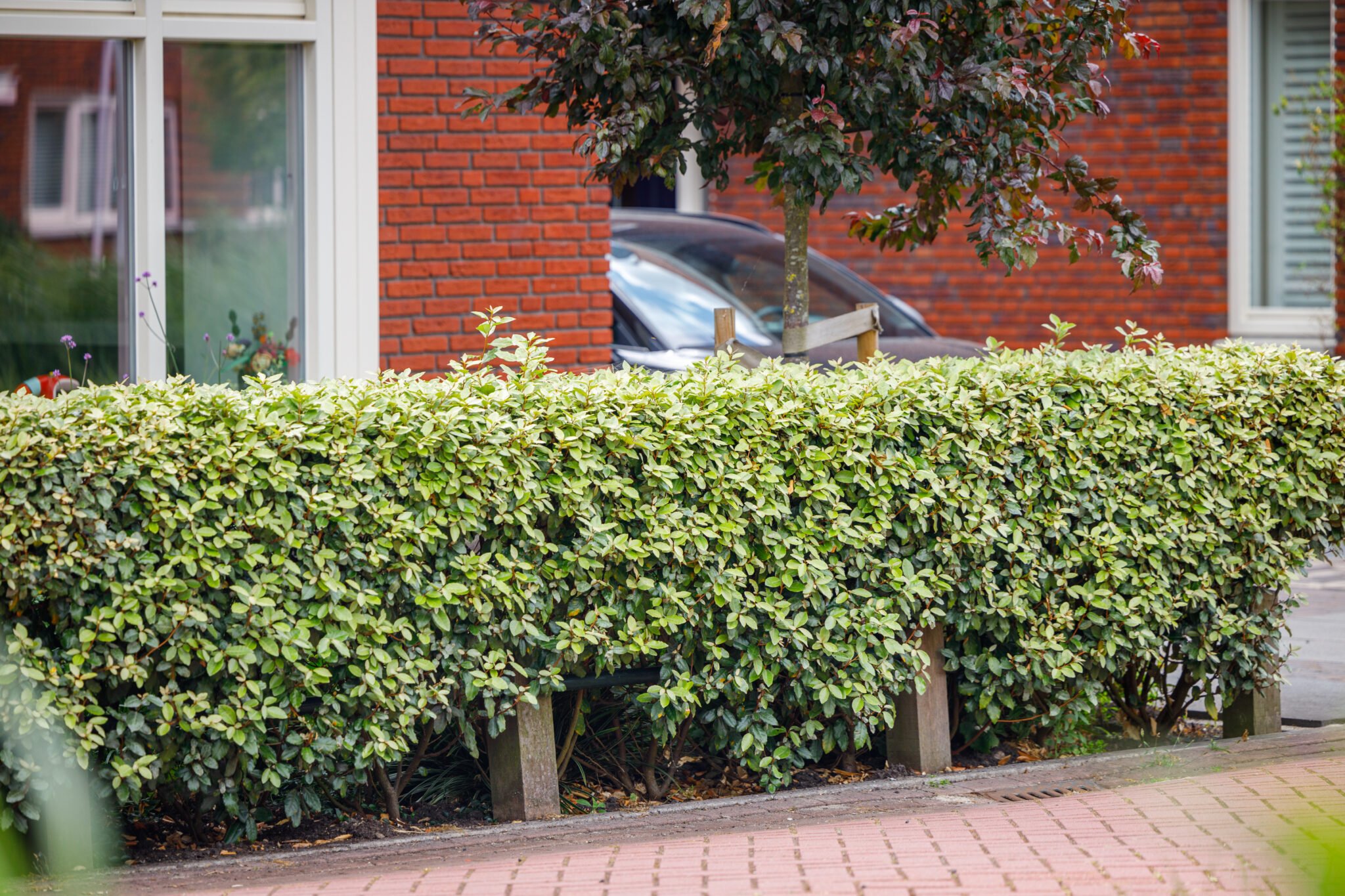 Elaeagnus ebbingei (olijfwilg) kant en klaar haag - Tuin-haag.nl