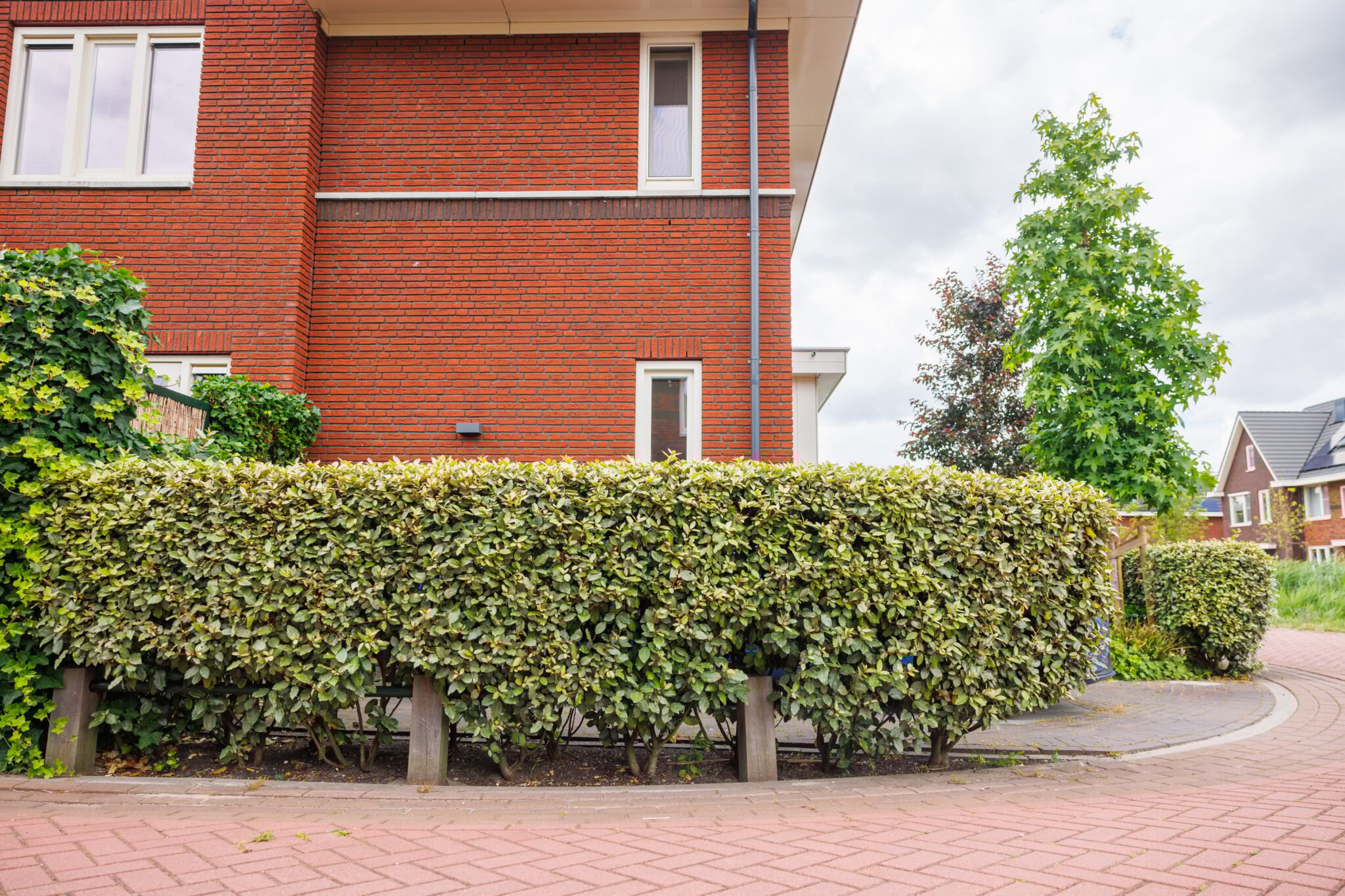 Elaeagnus ebbingei (olijfwilg) kant en klaar haag - Tuin-haag.nl